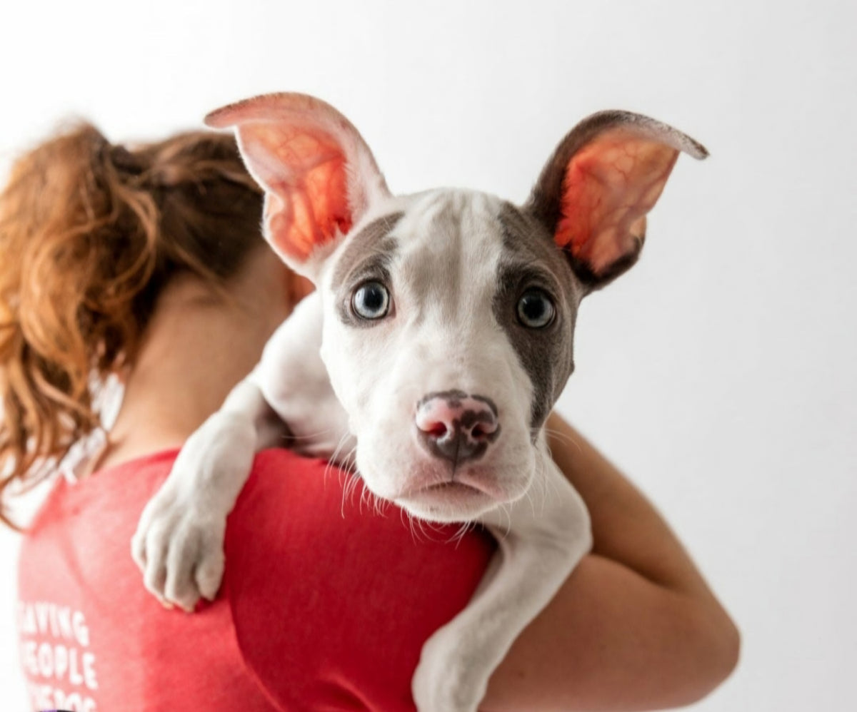 2024 Merch – Sweet Paws Rescue