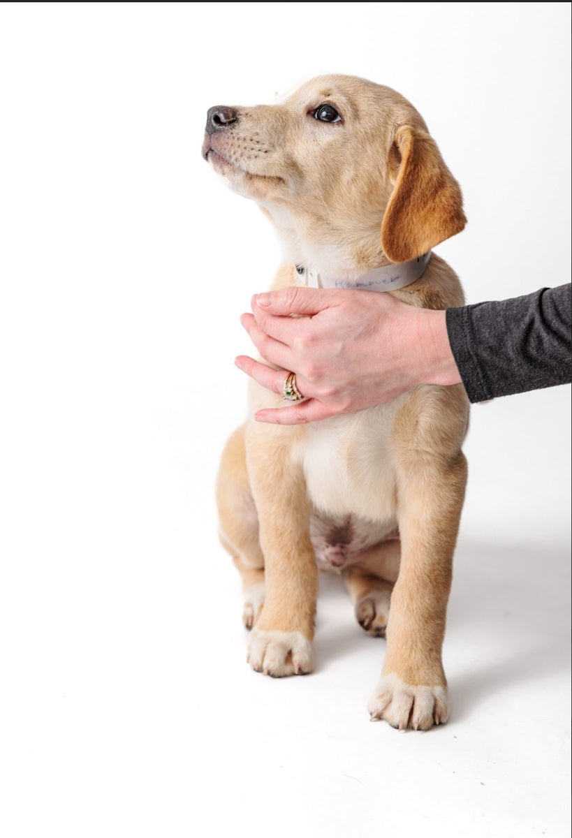 ALL MERCH – Sweet Paws Rescue